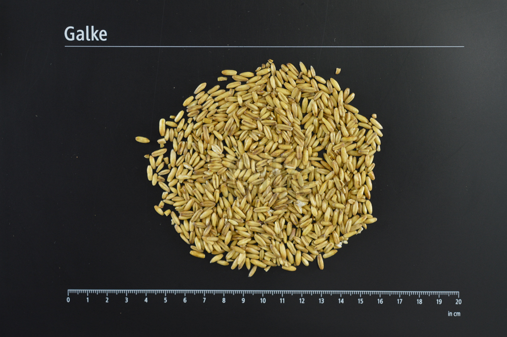 Oat peeled organic whole | 805701