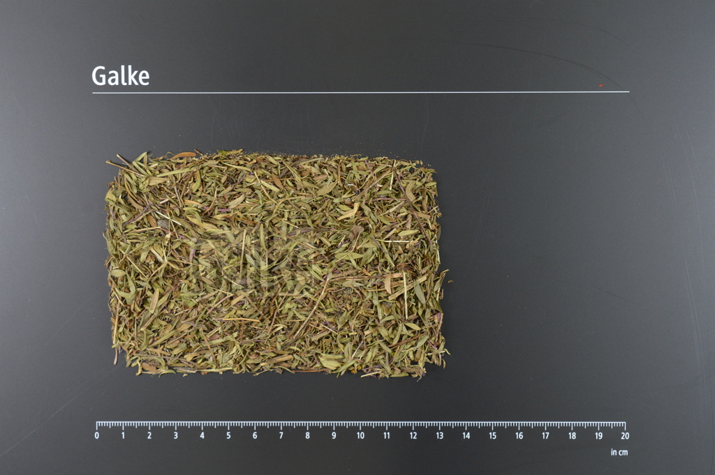 Thyme wild cut | 116802
