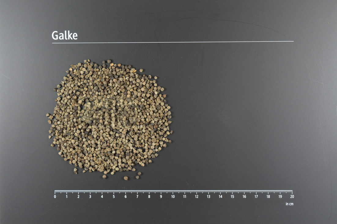 Chaste Tree berries whole | 1801