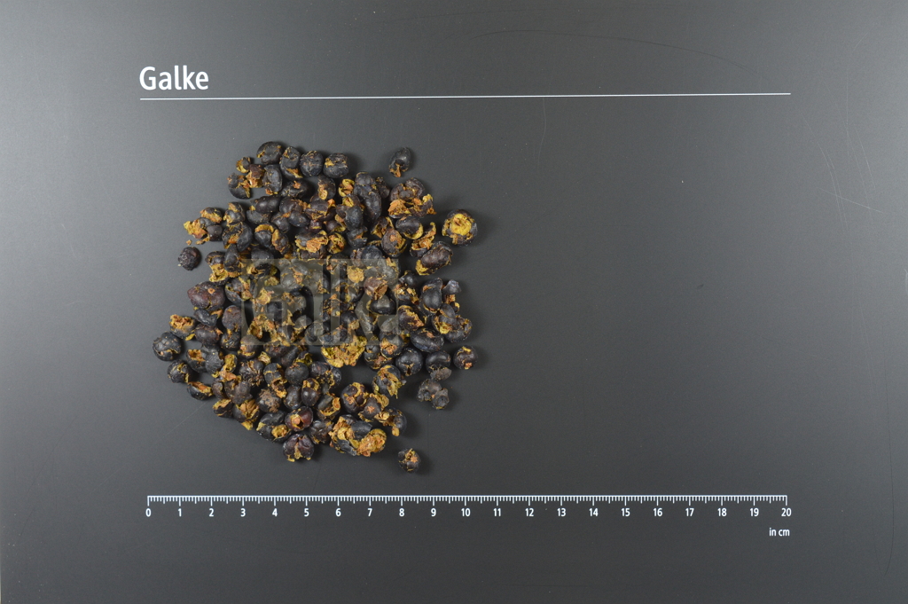 Juniper berries crushed | 69606