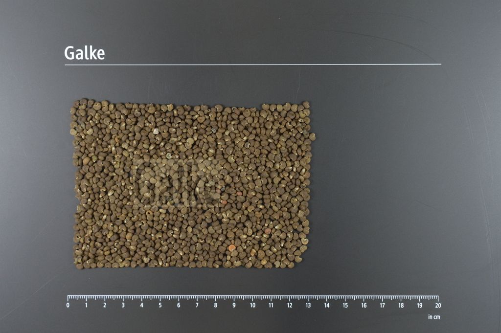Galke | Shop | Start